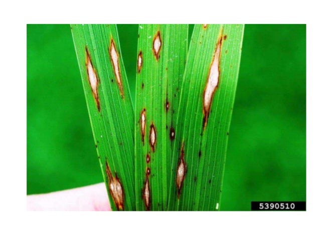 Rice blast, Rust of wheat and downy mildew