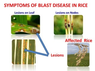 Blast disease in Rice | PPT