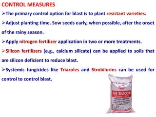 Blast disease in Rice | PPT