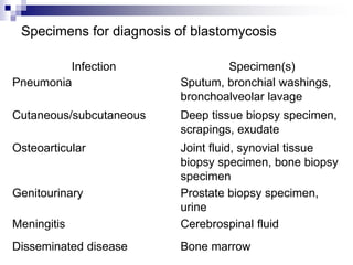 Blasto.pptx | Infectious Diseases | Diseases and Conditions