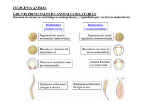 Blastocelomados | PDF
