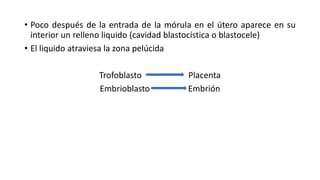 Blastocito(1).pptx