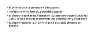 Blastocito(1).pptx