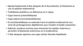 Blastocito(1).pptx
