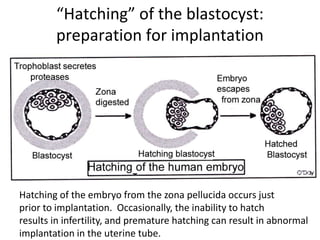 Blastocyst ANA 205.ppt