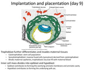 Blastocyst ANA 205.ppt