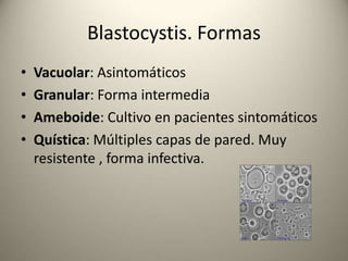 Blastocystis .ppt [reparado] | PPTX