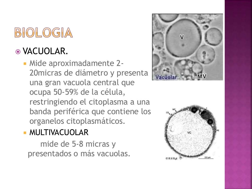 Blastocystis hominis