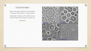 Blastocystis homnis parasitologia clinica | PPTX