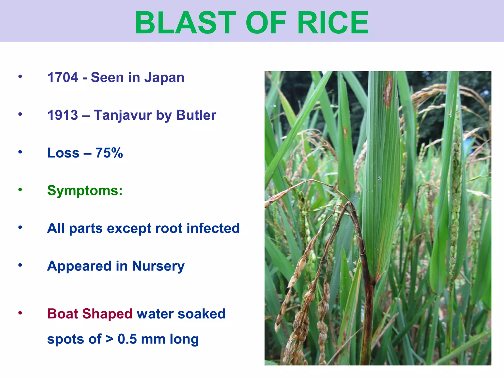 Blast of rice | PPT