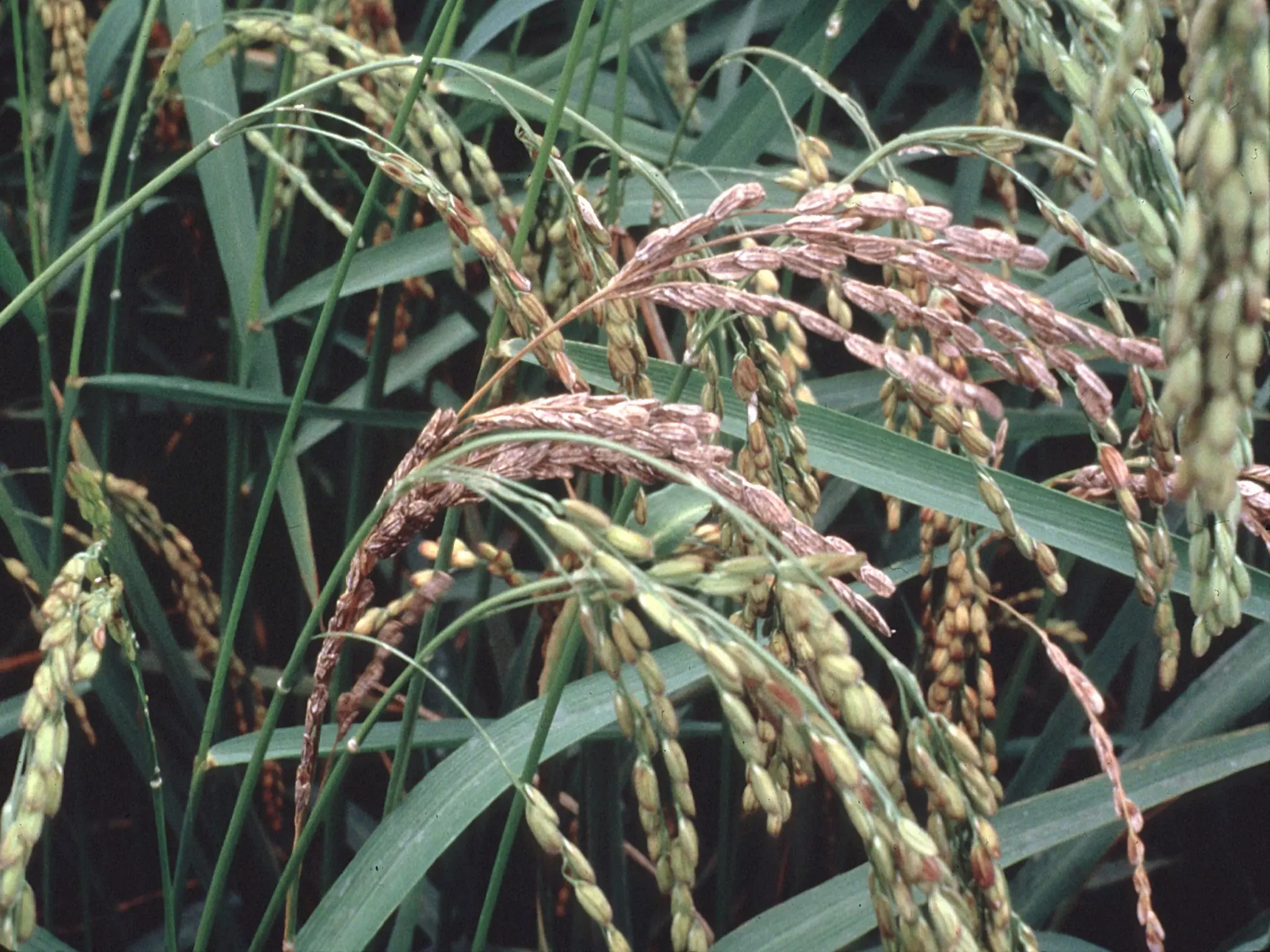 Blast of rice | PPT