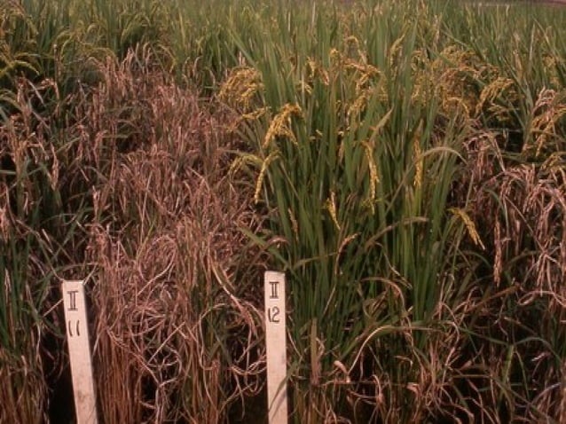 Blast of rice | PPT | Gardening | Home & Garden
