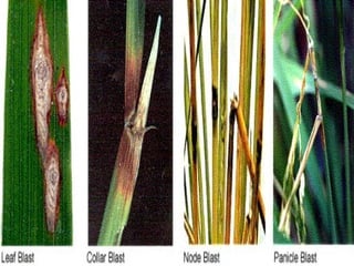 Blast of rice | PPT
