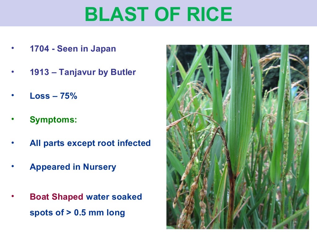 Blast of rice