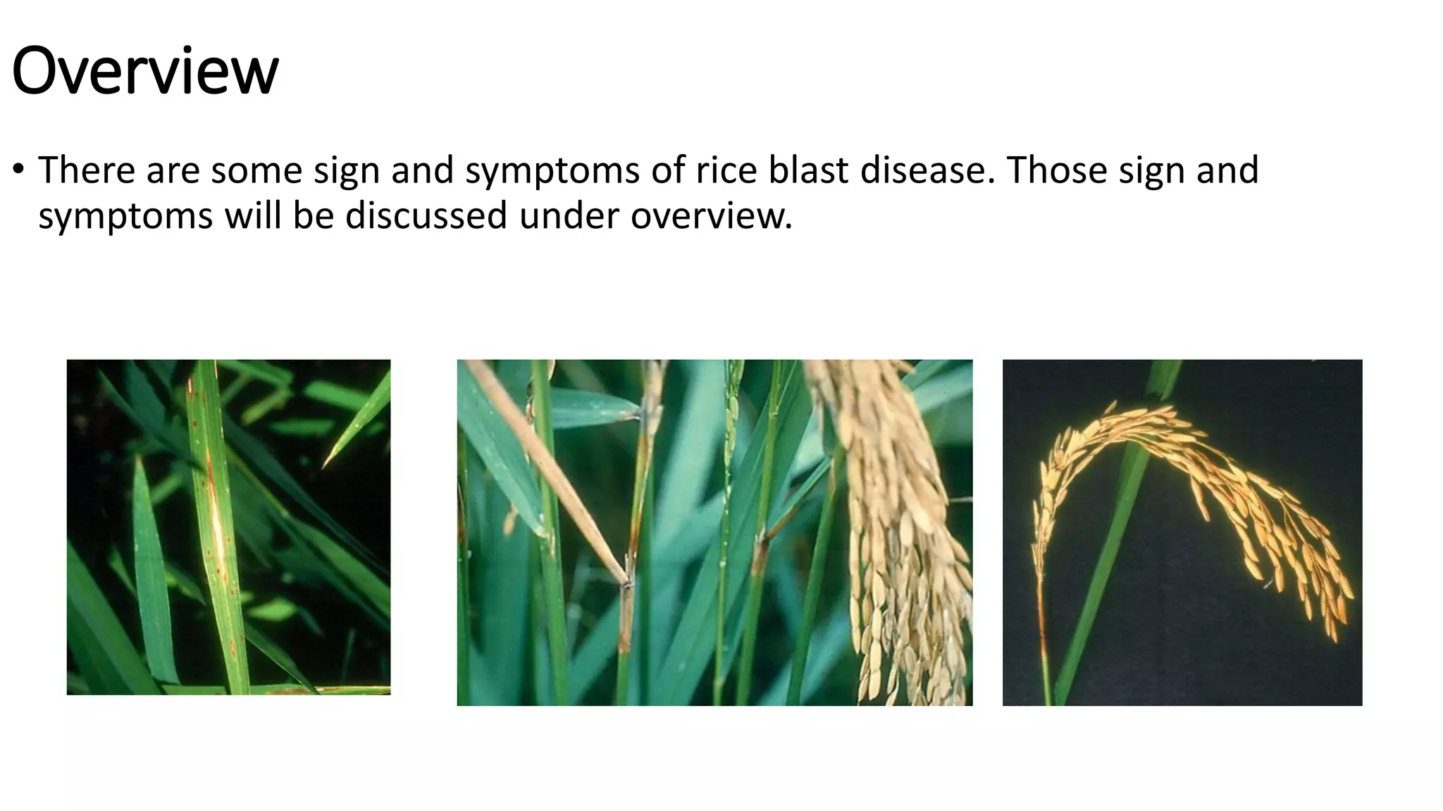Blast of rice | PPTX