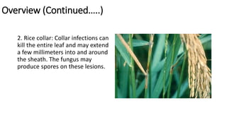 Blast of rice | PPTX