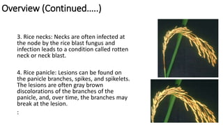 Blast of rice | PPTX