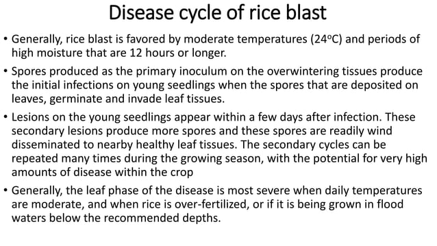 Blast of rice | PPTX | Infectious Diseases | Diseases and Conditions