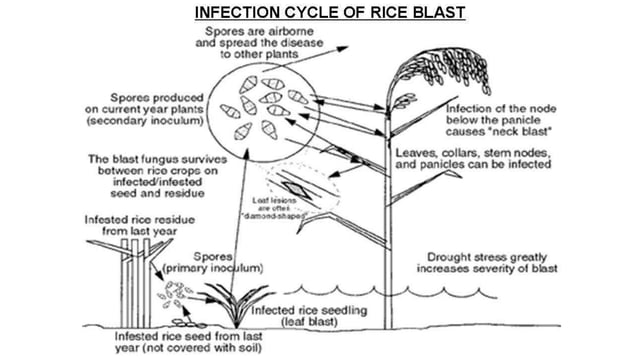 Blast of rice | PPTX | Infectious Diseases | Diseases and Conditions