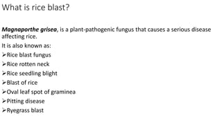 Blast of rice | PPTX