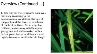 Blast of rice | PPTX