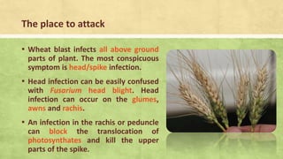 Blast of wheat(Morshed) | PPTX