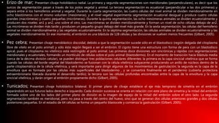 Blastogénesis | PPTX