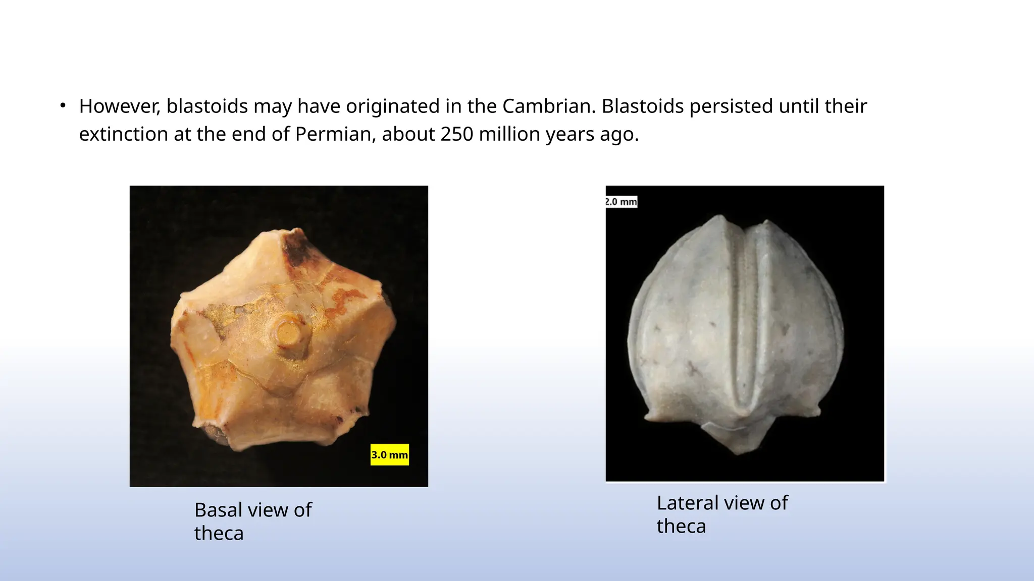 BLASTOIDS paleontology echinodermata .pptx
