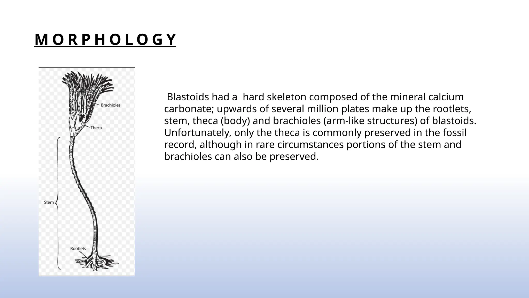 BLASTOIDS paleontology echinodermata .pptx
