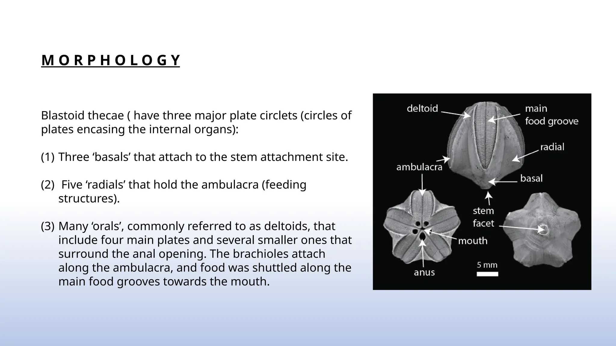 BLASTOIDS paleontology echinodermata .pptx