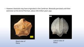 BLASTOIDS paleontology echinodermata .pptx