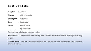 BLASTOIDS paleontology echinodermata .pptx