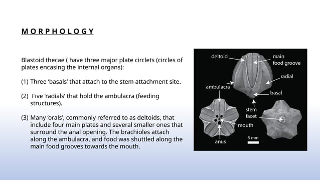 BLASTOIDS paleontology echinodermata .pptx