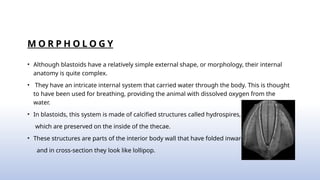 BLASTOIDS paleontology echinodermata .pptx