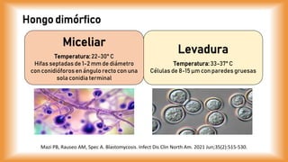 Blastomicosis | PPTX