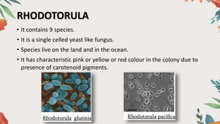 BLASTOMYCETES .pptx