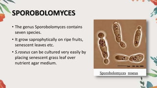 BLASTOMYCETES .pptx