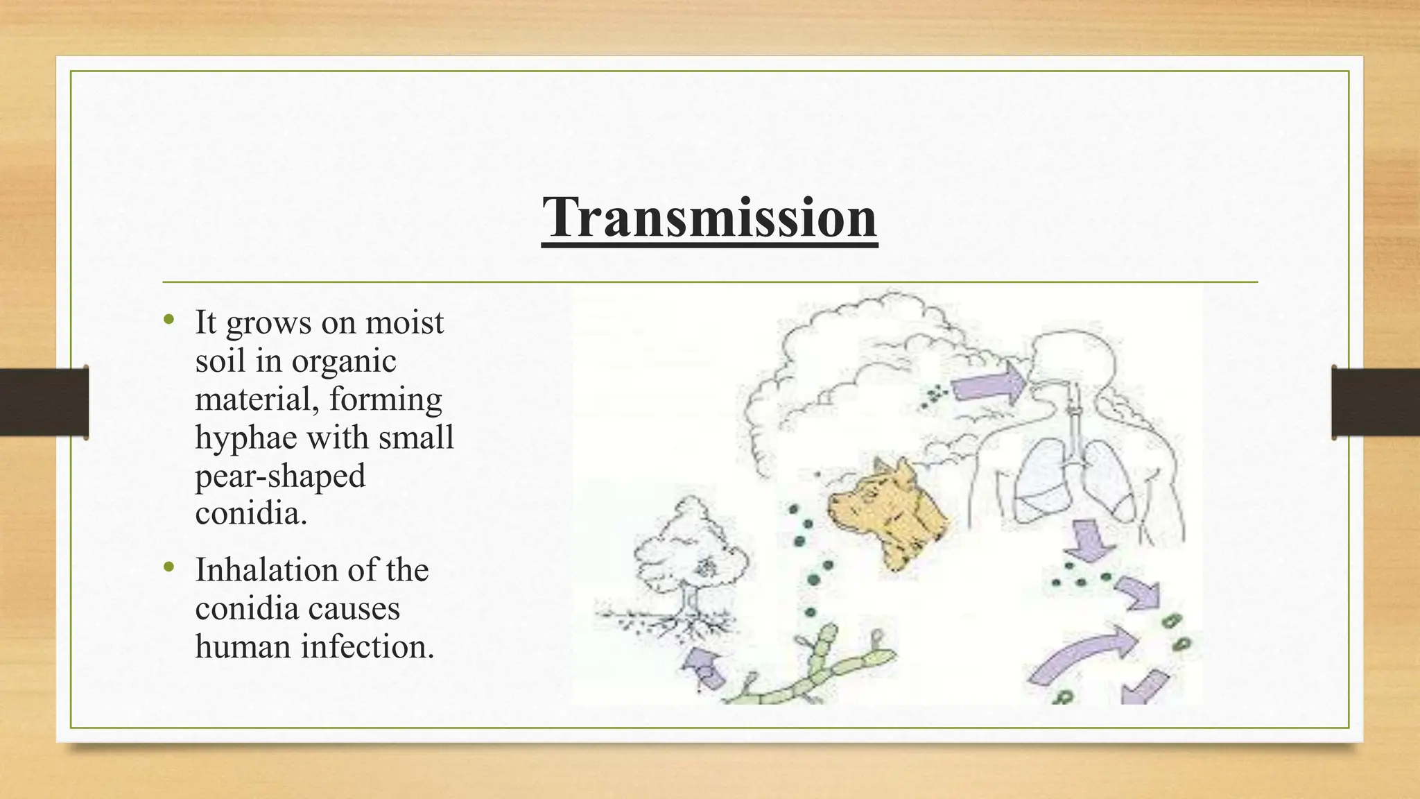 BLASTOMYCOSIS.pptx prepare by rehan asghar | PPTX