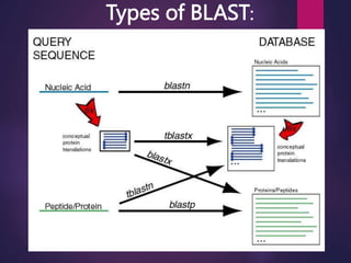BLAST : features, types,algorithm, working etc. | PPTX