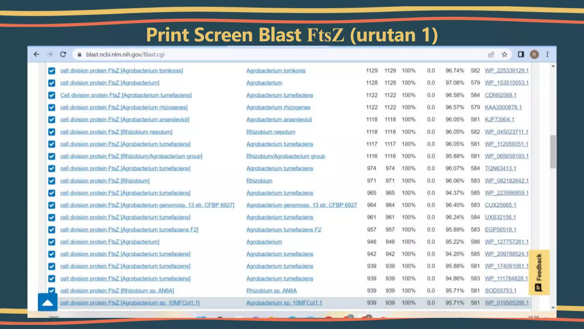 BLAST PROTEIN FtsZ kel 3.ppt