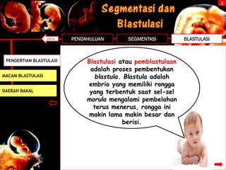 Blastulasi dan segmentasi | PPSX