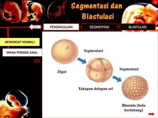 Blastulasi dan segmentasi | PPSX