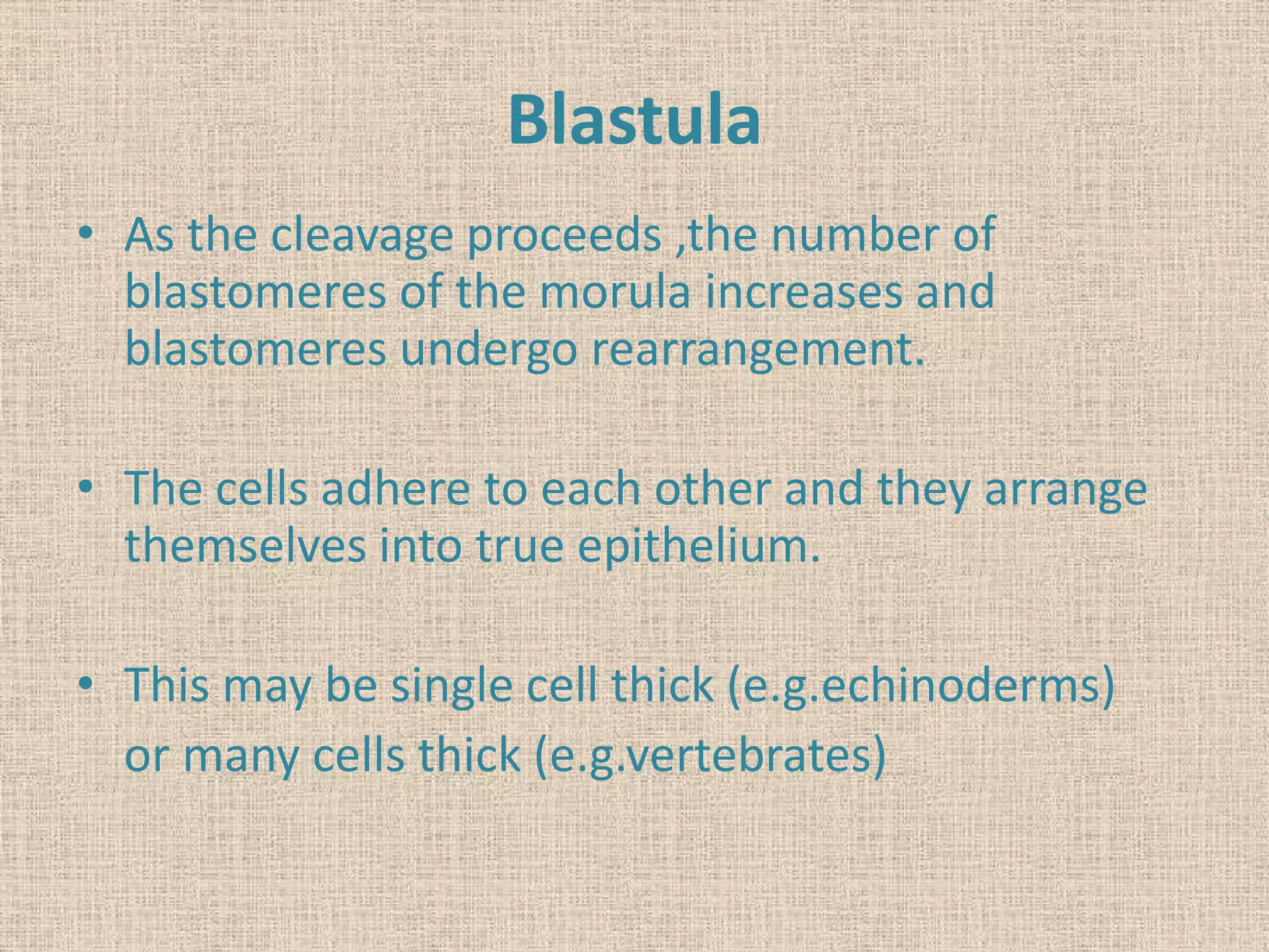 Blastulation | PPTX