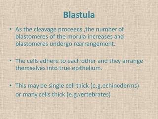 Blastulation | PPTX