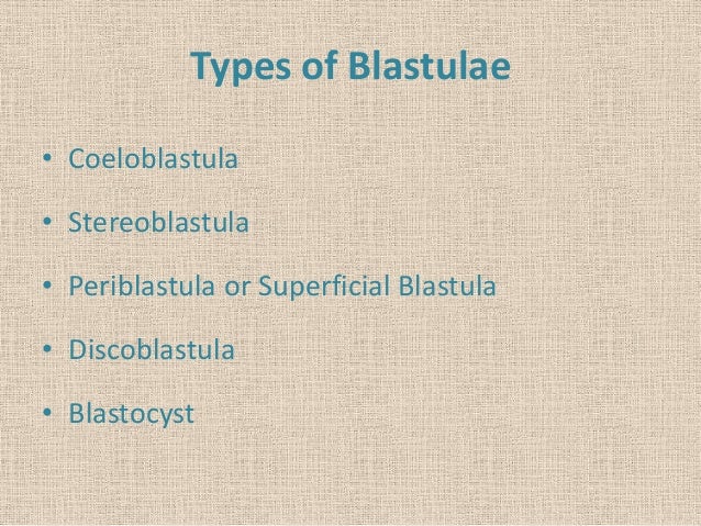 Blastulation