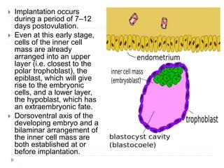 Blastulation | PPTX