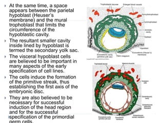 Blastulation | PPTX | Pregnancy | Reproductive Health