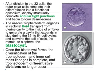 Blastulation | PPTX