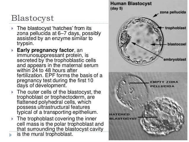 Process Of Blastulation With Diagram Blastulation: Definitio