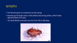 Blattidae | PPTX